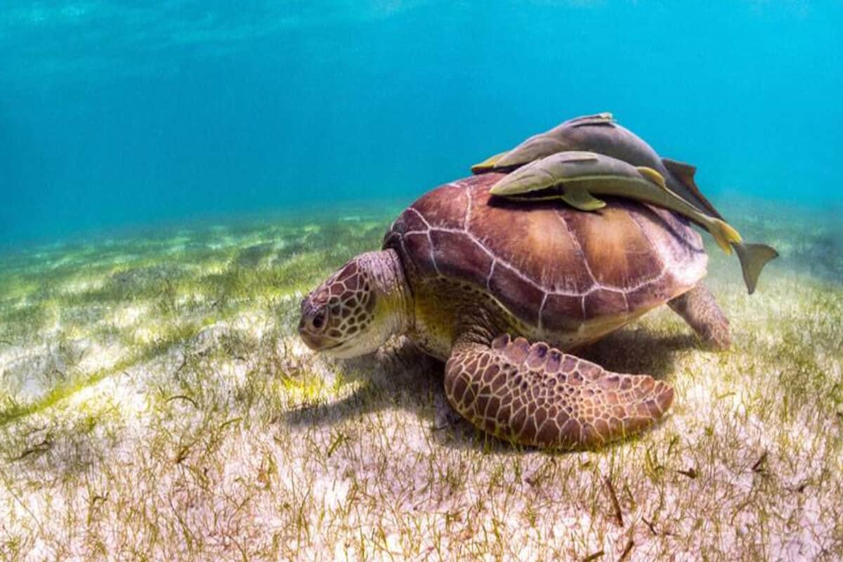 Akumal Tortugas: nada con ellas a tu lado - Info Quintana Roo Akumal Tortugas: nada con ellas a tu lado - Info Quintana Roo