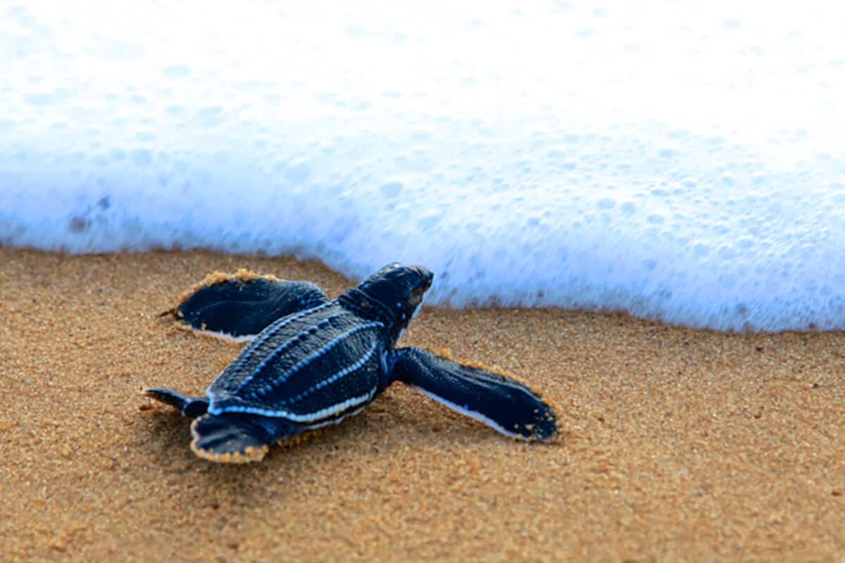 Akumal Tortugas: nada con ellas a tu lado - Info Quintana Roo Akumal Tortugas: nada con ellas a tu lado - Info Quintana Roo